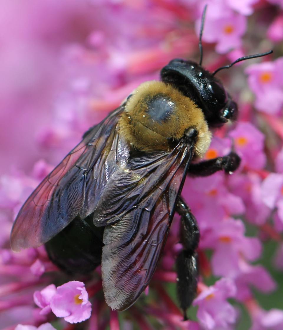 16 Types of Bees: A Detailed and Visual Guide
