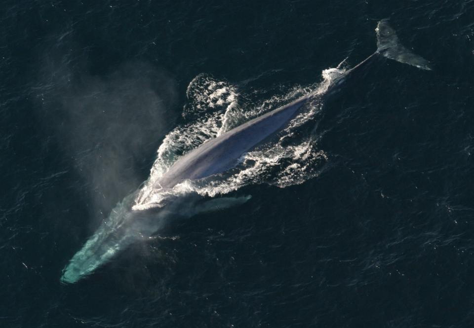 10 Facts about Blue Whale - The Largest Animal on Earth