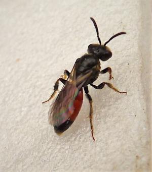 16 Types of Bees: A Detailed and Visual Guide