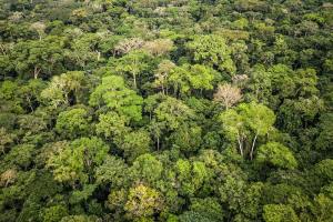 Everything You Need to Know About the Rainforest