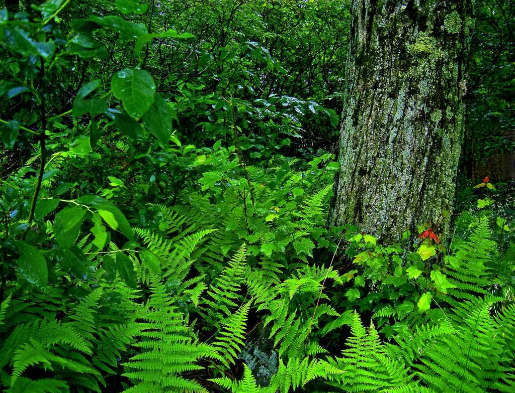 Everything You Need to Know About the Rainforest