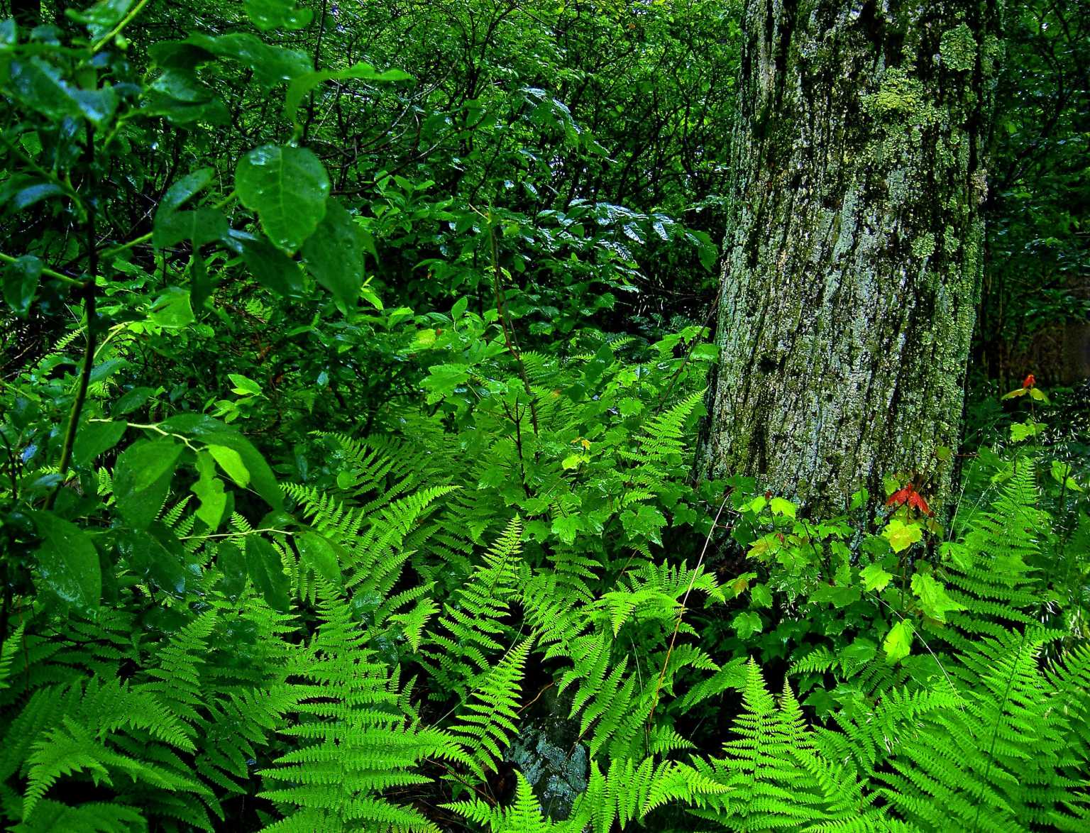 Everything You Need to Know About the Rainforest