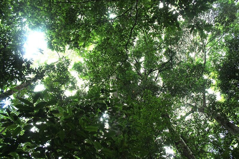Everything You Need to Know About the Rainforest