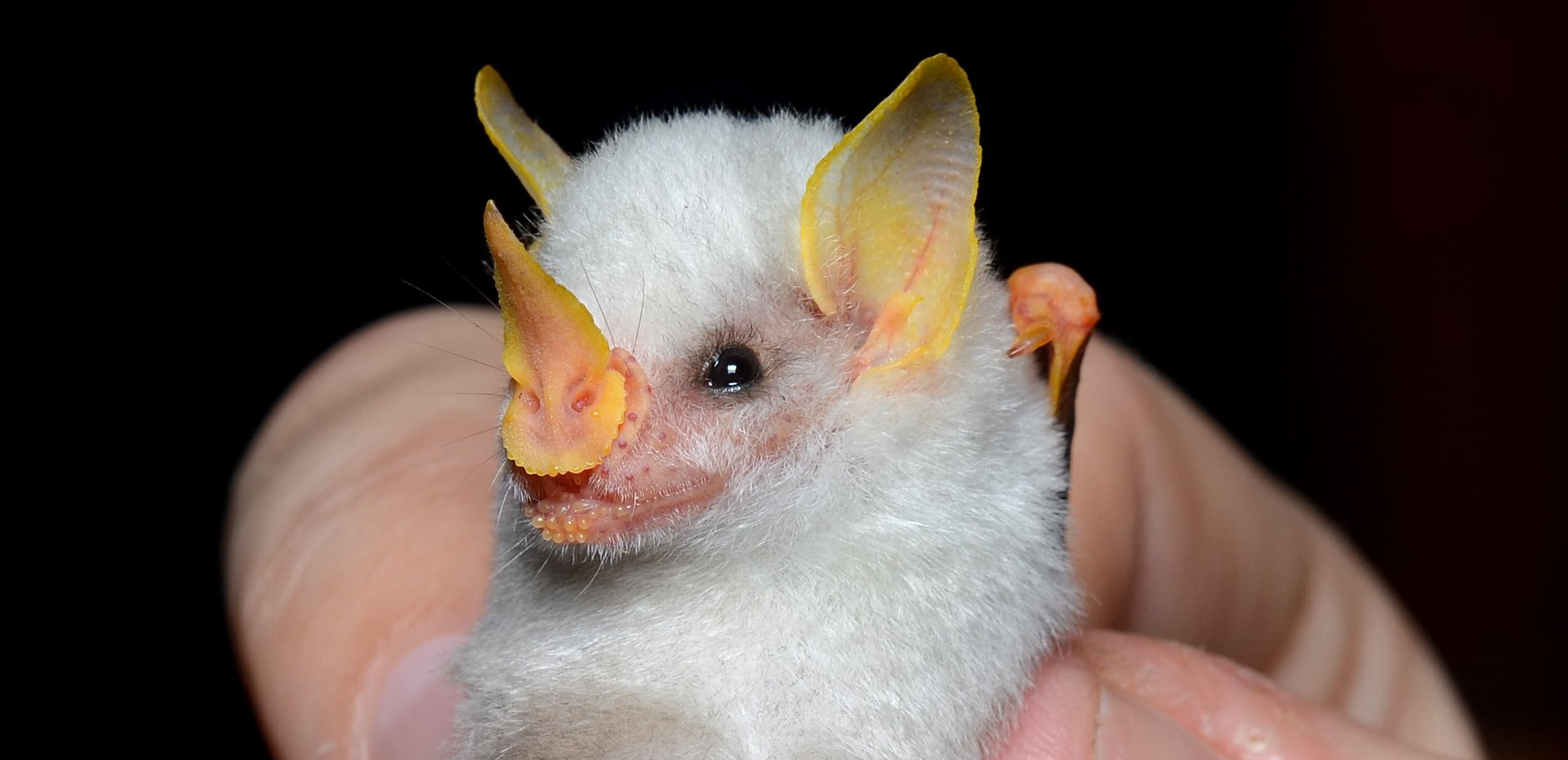 Ectophylla Alba - Honduran White Bat - Enviropreneur