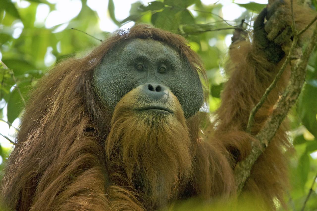 The 5 Most Endangered Animals in 2026 - Enviropreneur