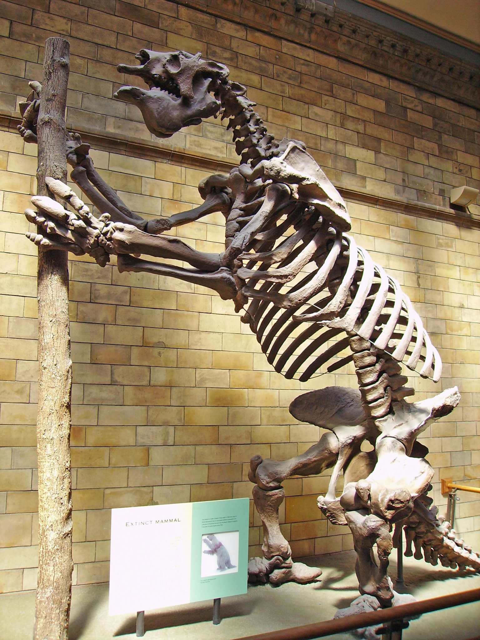 Giant Ground Sloths of the Ice Age - Enviropreneur