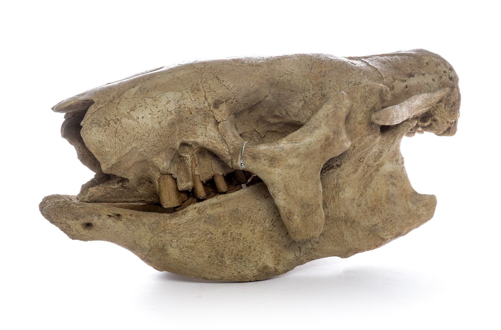 Giant Ground Sloths of the Ice Age - Enviropreneur