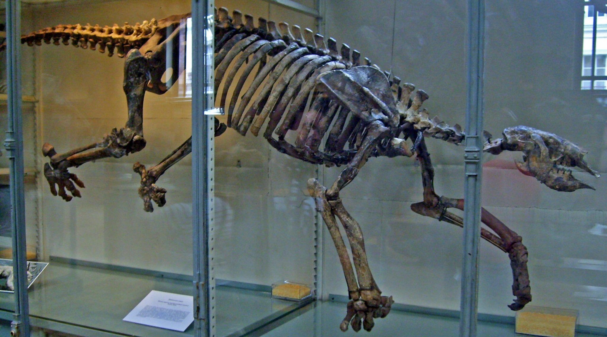 Giant Ground Sloths of the Ice Age - Enviropreneur
